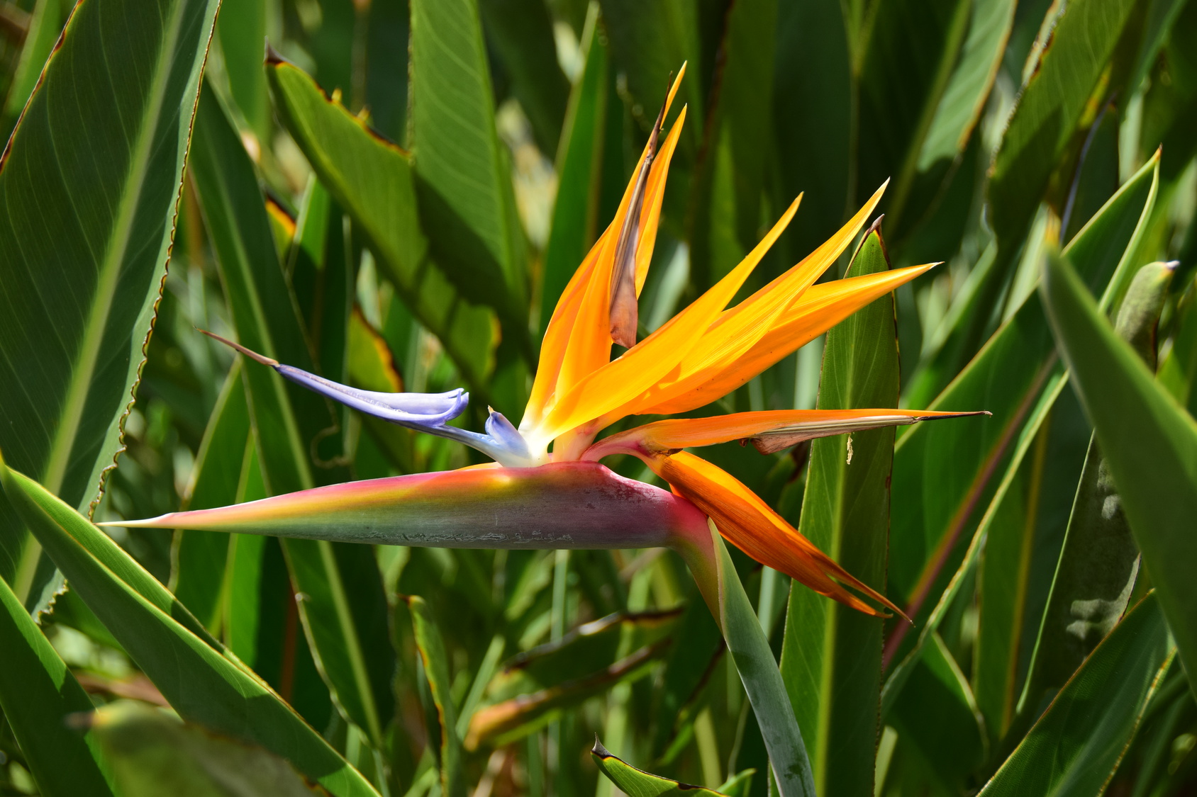 Die farbenprächtige Schönheit – die Strelitzie - Garten Blog