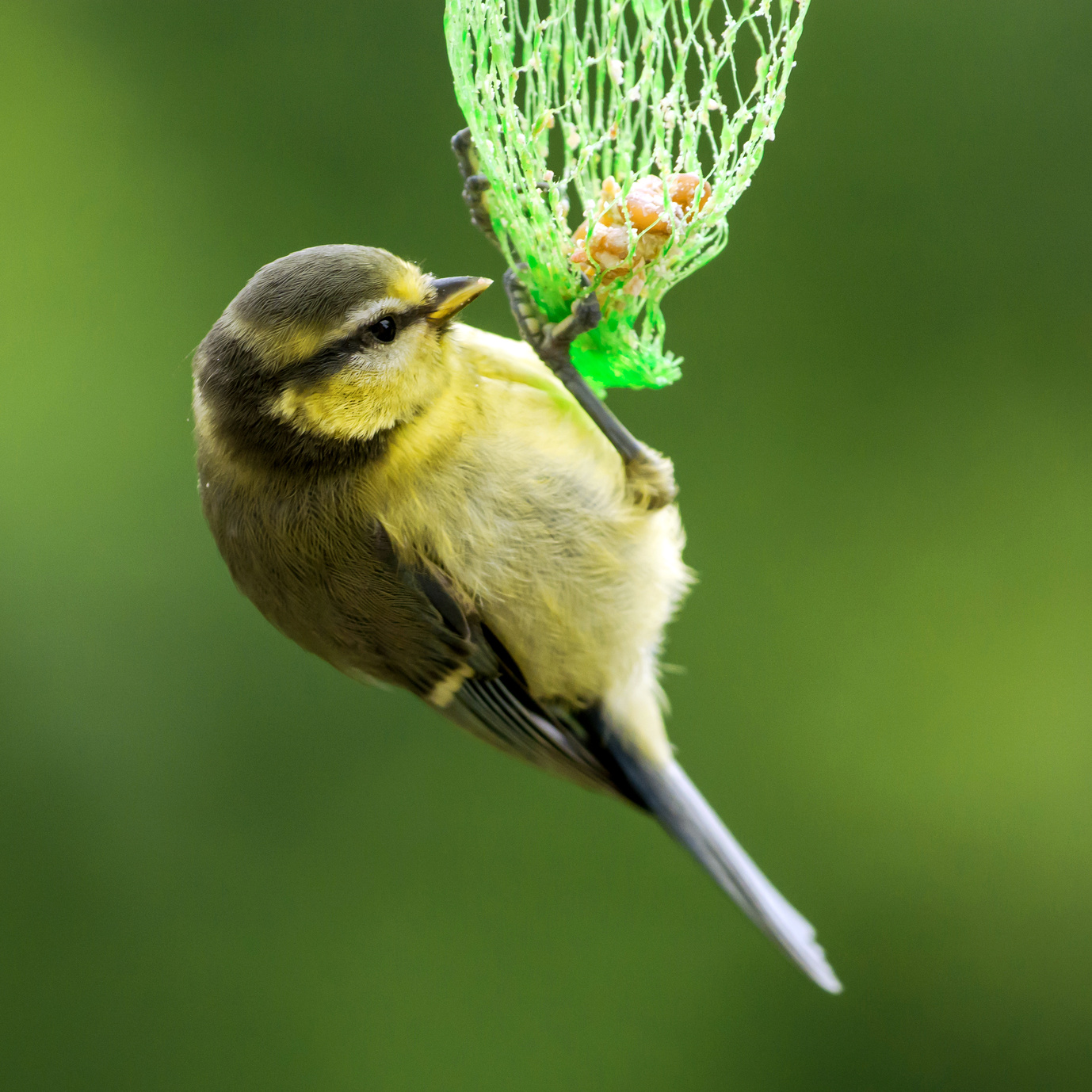 Ein vogelfreundlicher Garten – ist eine Bereicherung - Garten Blog