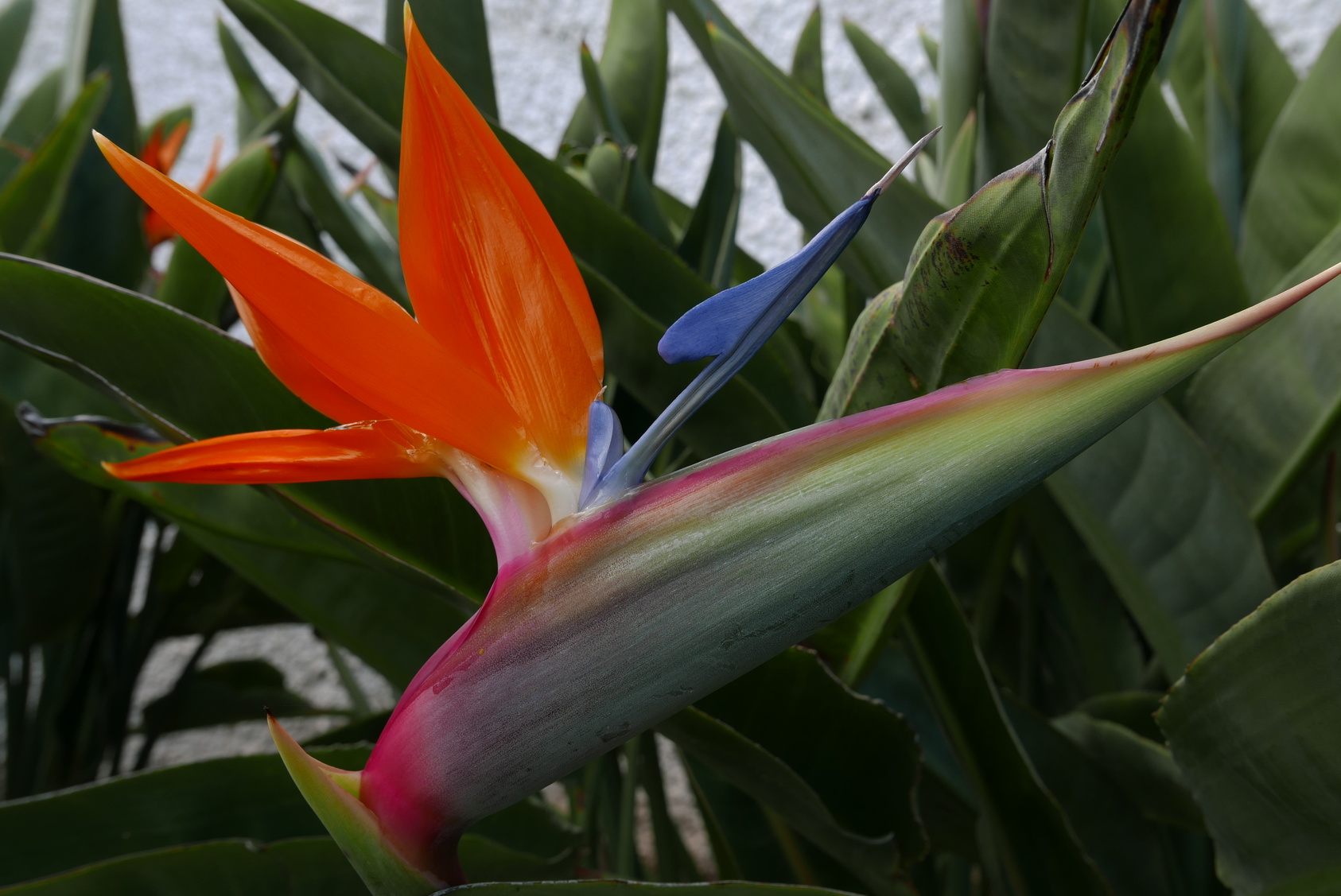 Die farbenprächtige Schönheit – die Strelitzie - Garten Blog