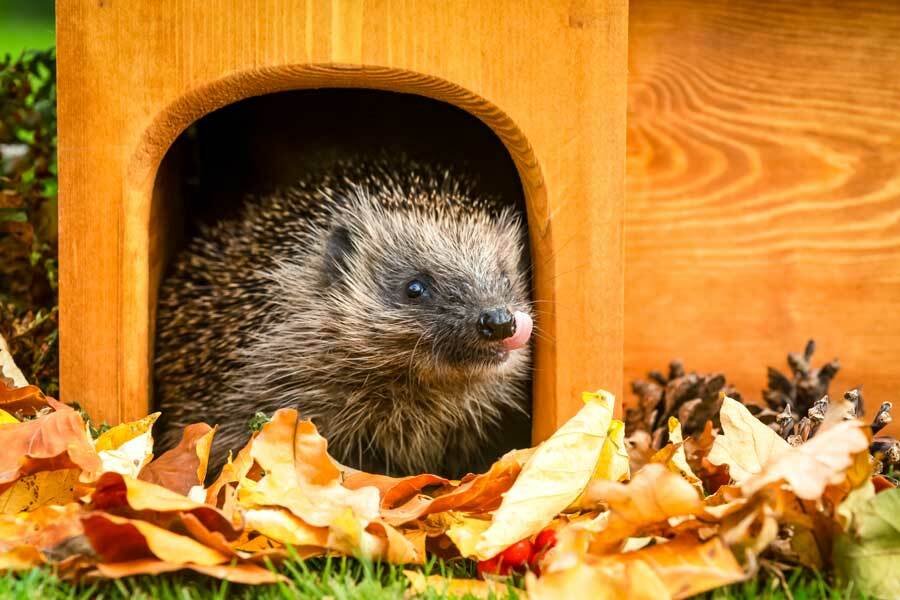 Igelhaus: Der perfekte Unterschlupf für Igel in Ihrem Garten