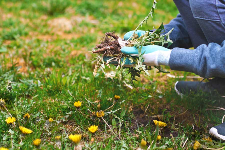 Entfernen Sie Löwenzahn im Garten Effektiv