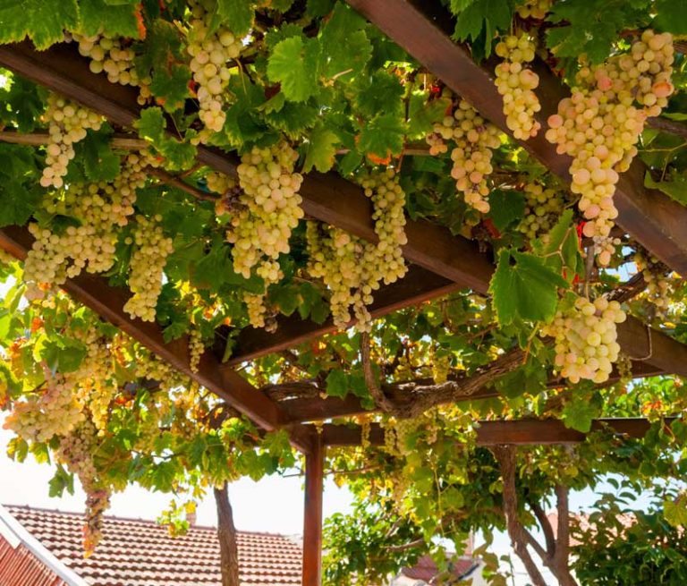 Pergola Fur Weinreben